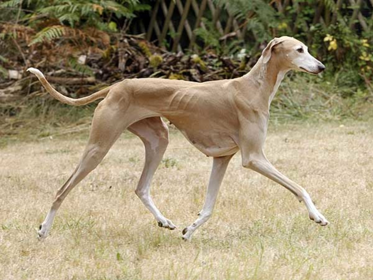 More Than Twenty Rare and Unique Breeds of Dogs With Facts - HubPages