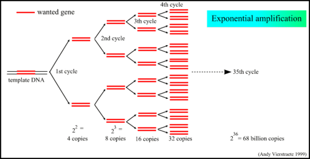 What Is Polymerase Chain Reaction PCR HubPages