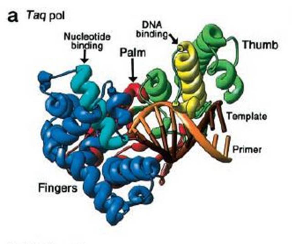 What Is Polymerase Chain Reaction - PCR - HubPages