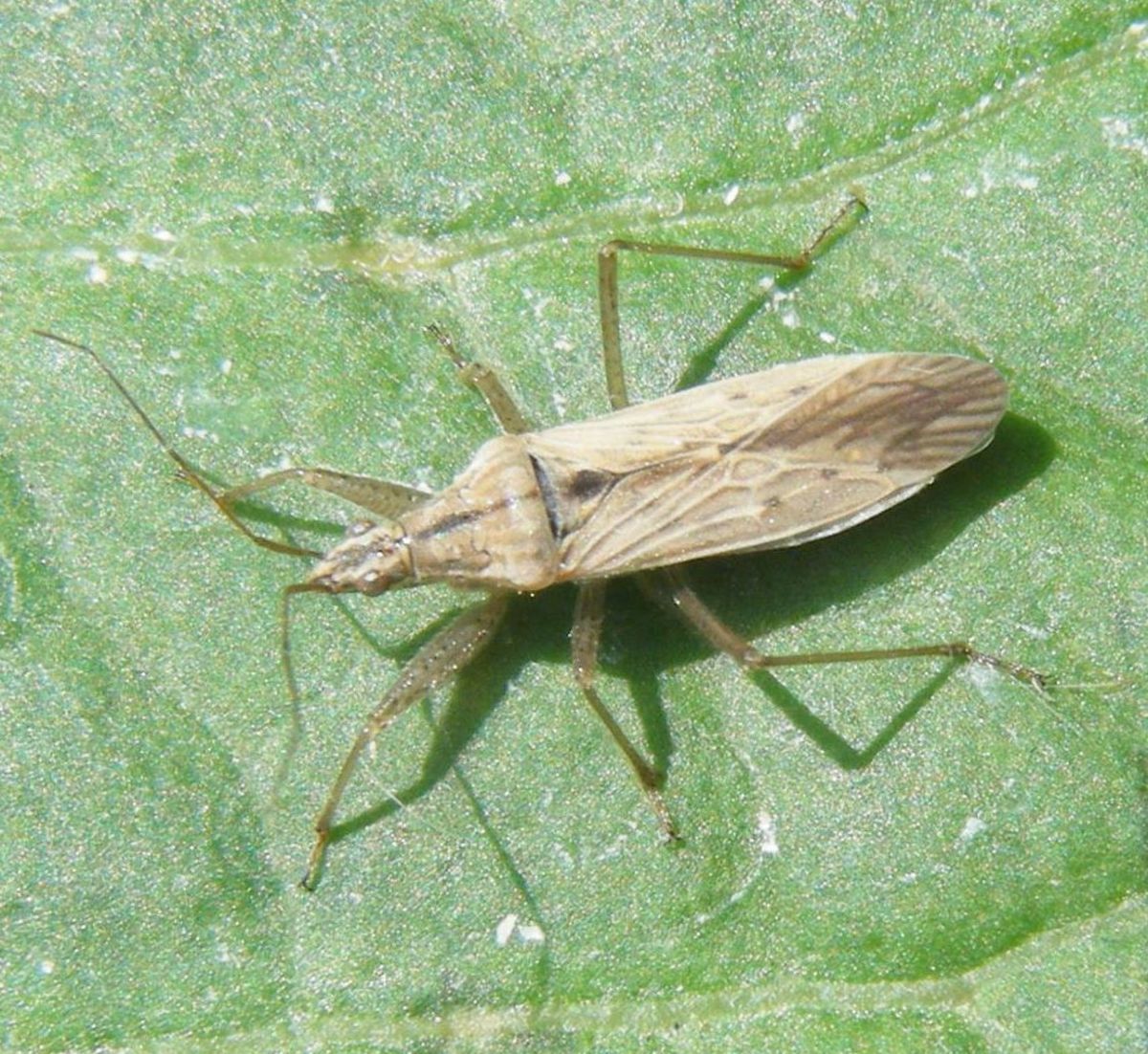 8 Beneficial Insects Every Garden Needs - HubPages