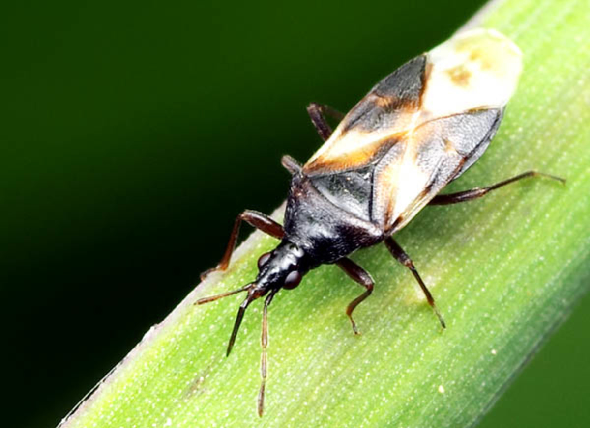 8 Beneficial Insects Every Garden Needs - HubPages