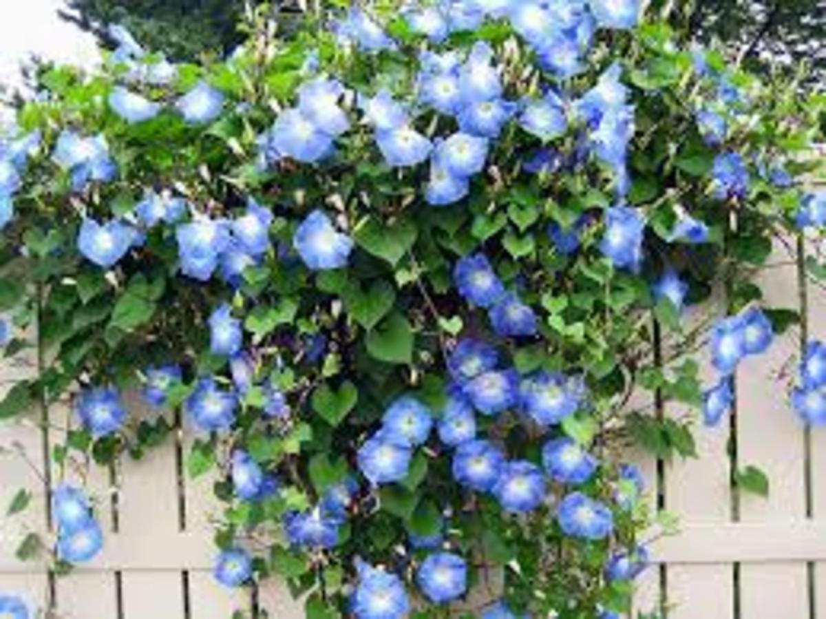 5 Of My Favorite Blue Flowers - HubPages