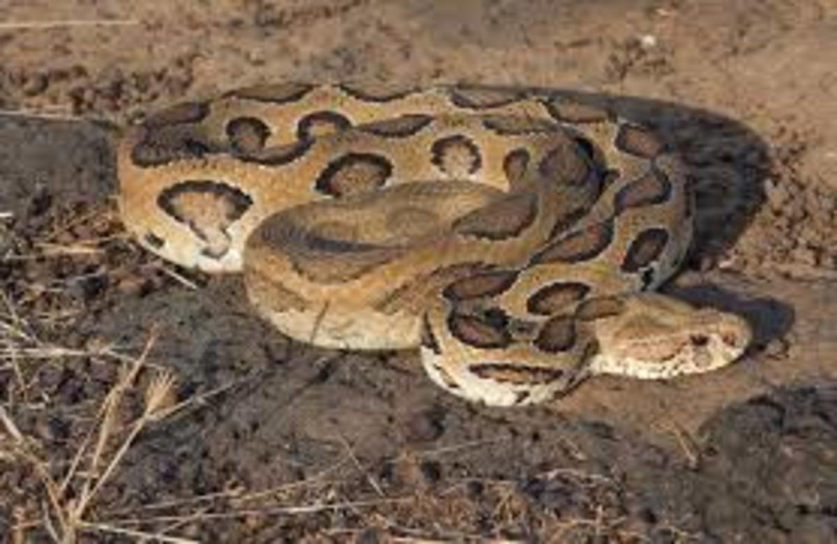 China, Venomous Snakes in Bejing, Hong Kong, Shanghai, and Rural Areas ...