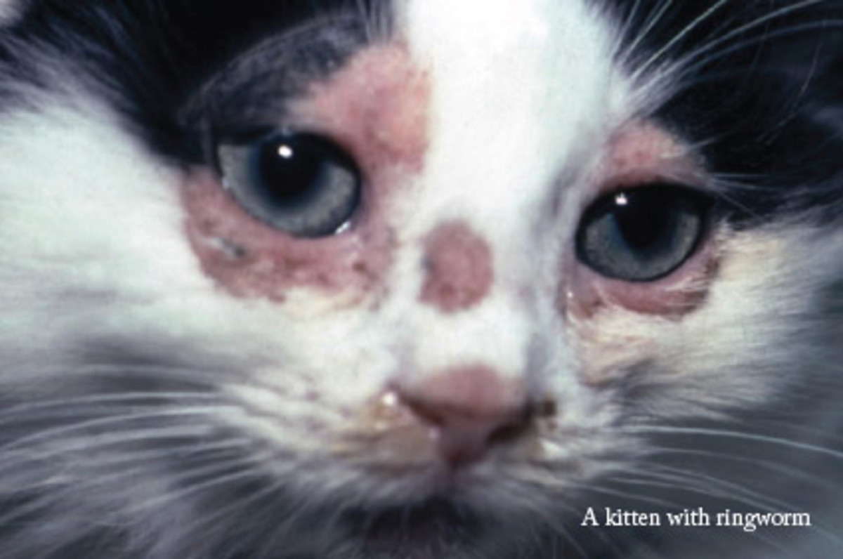 Dermatophytes that causes Cutaneous mycoses in humans and How to deal ...
