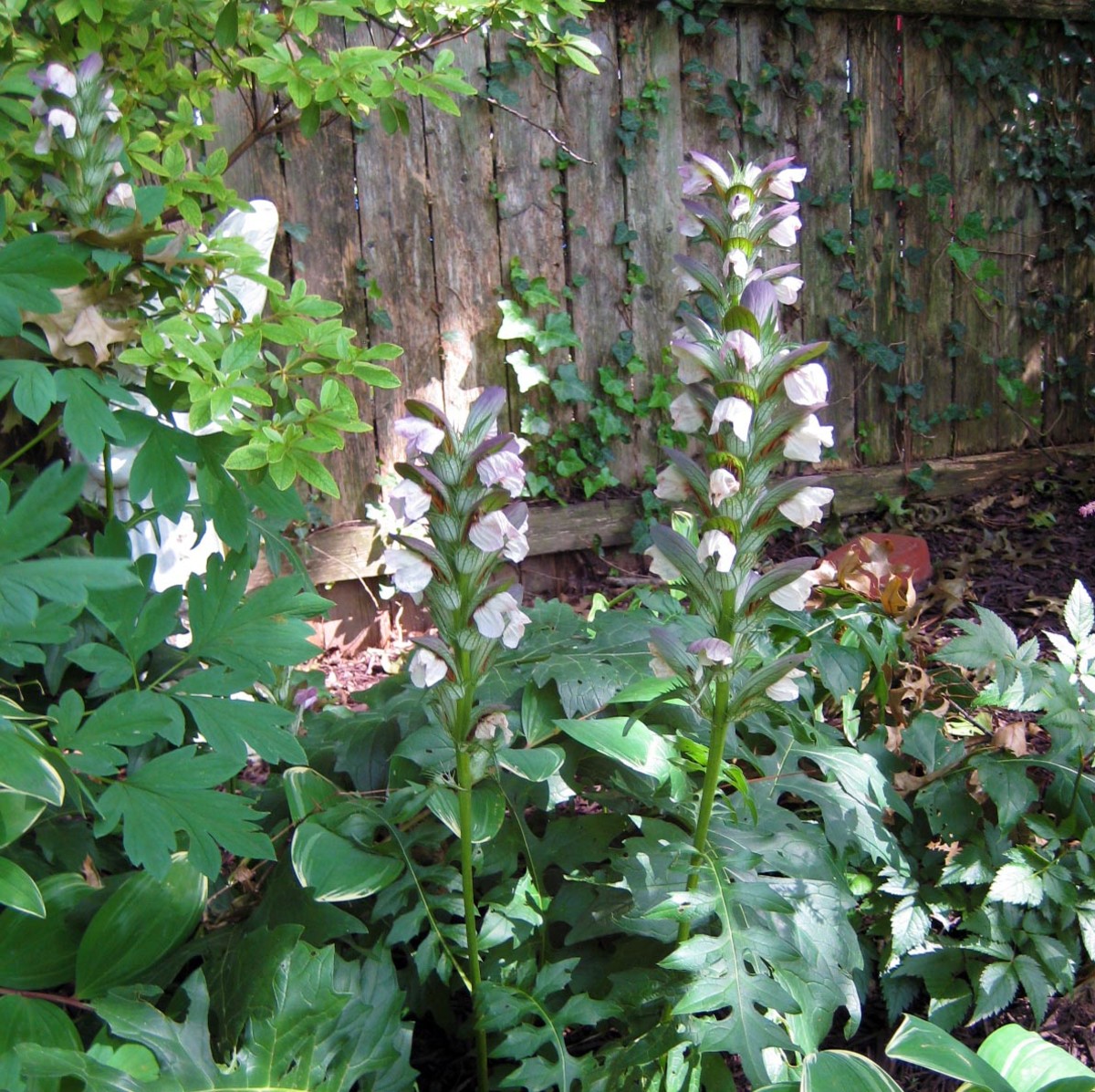 Bear's Breeches (Acanthus Mollis), an Ancient Perennial - Dengarden