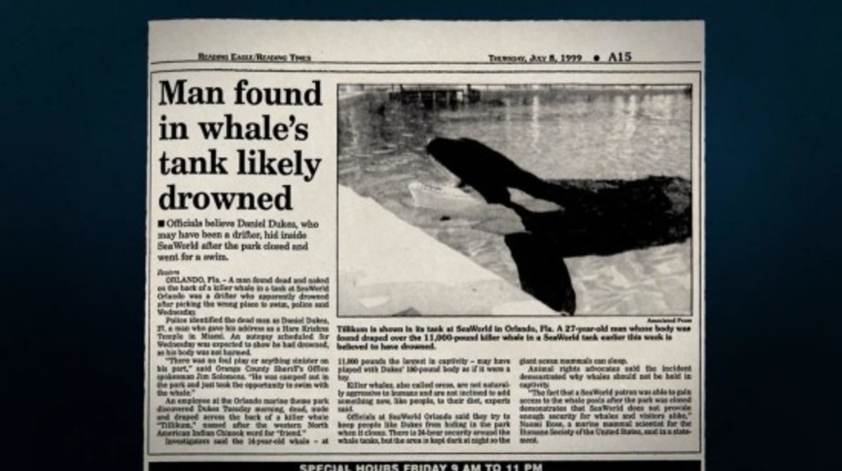 Tilikum in 2015: what happens when orcas are kept in captivity - HubPages