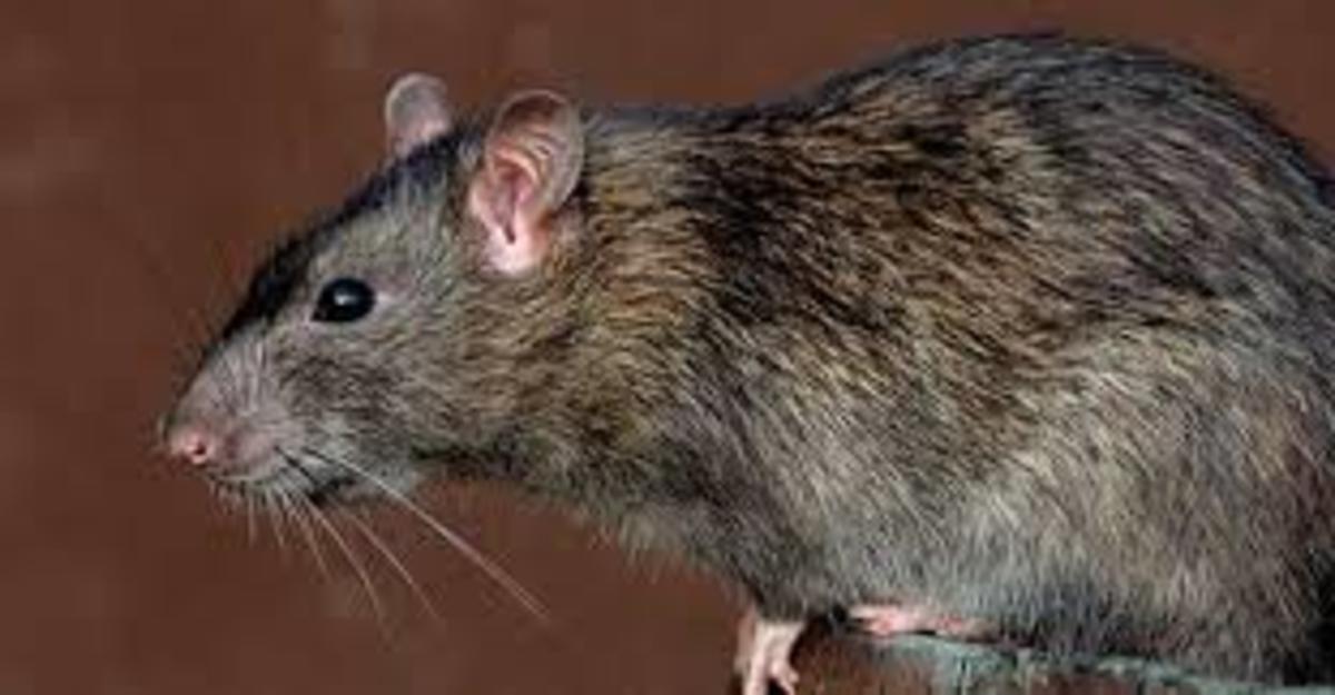 The Brown Rat - Rattus norvegicus, And How to Rid Yourself Of Their ...