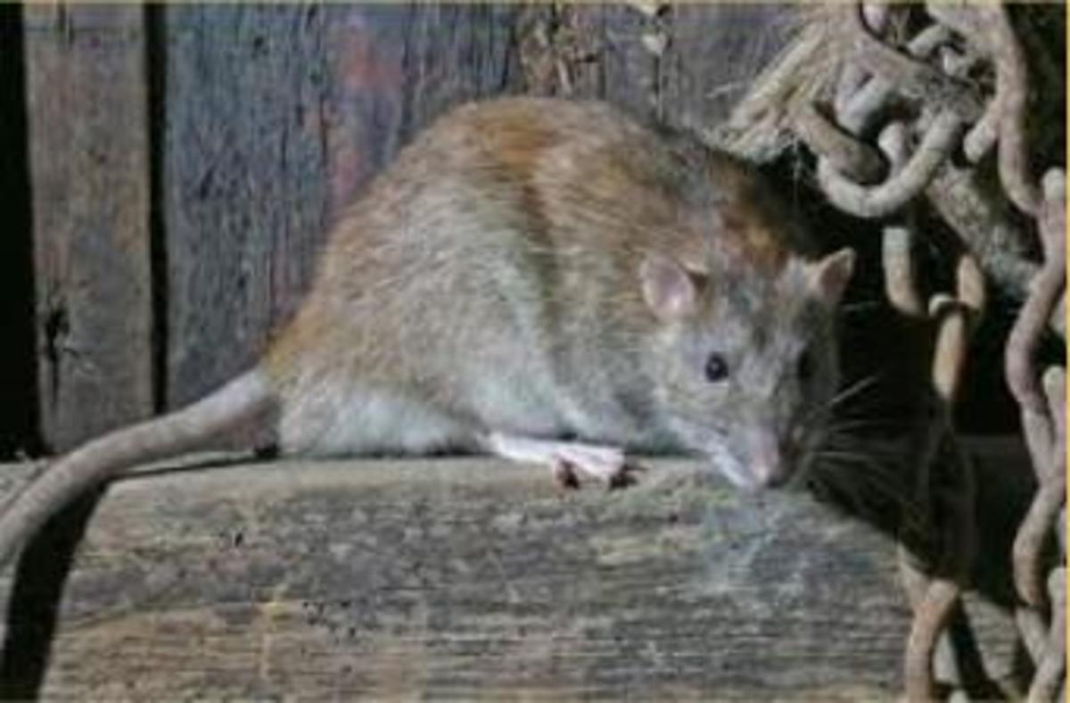 The Brown Rat - Rattus norvegicus, And How to Rid Yourself Of Their ...