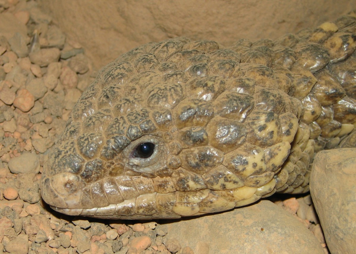 Monogamous Animals - HubPages