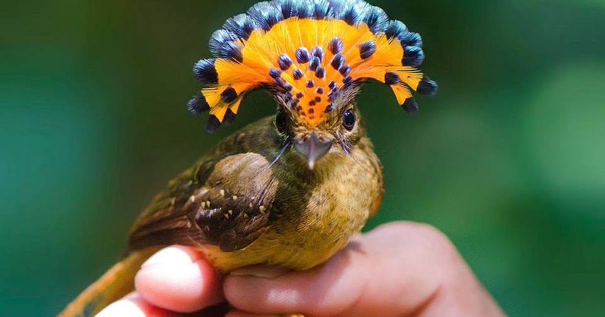 Amazing Animals Of The World - HubPages