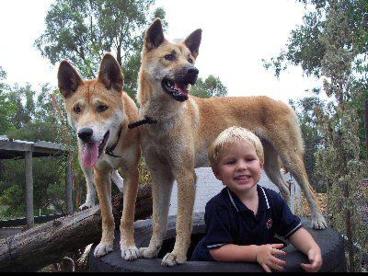 12 Wild Animals That Are Members of The Dog Family - HubPages