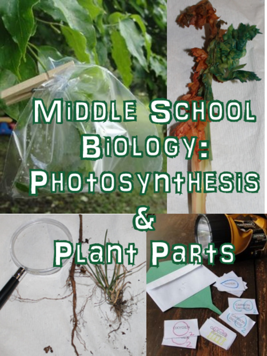 Photosynthesis And Plant Parts Lesson For Middle School Biology HubPages