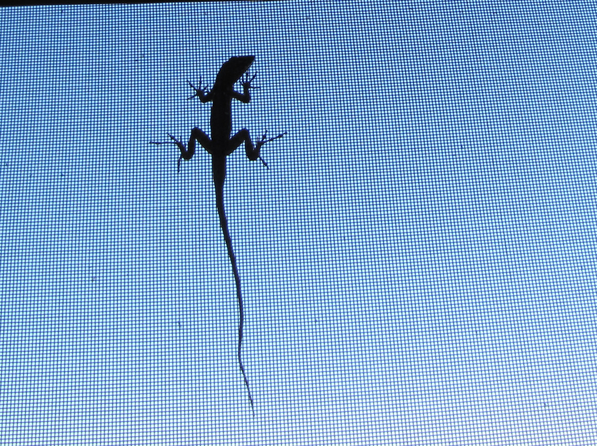 Observing Florida Lizards - HubPages