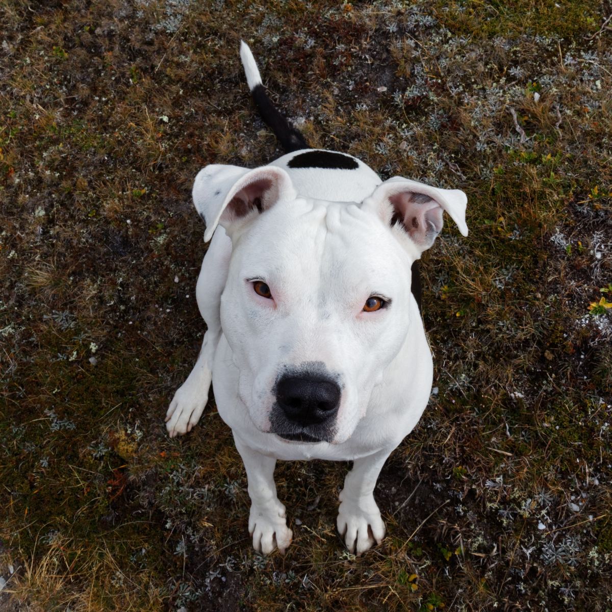 What You Need to Know on Staff Puppies for Sale - HubPages