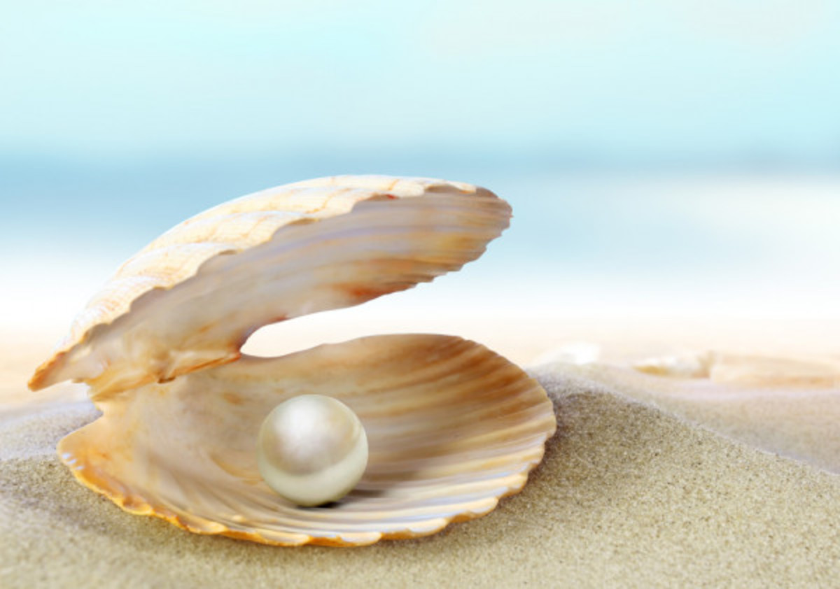 A Shells Journey From the Sea - HubPages