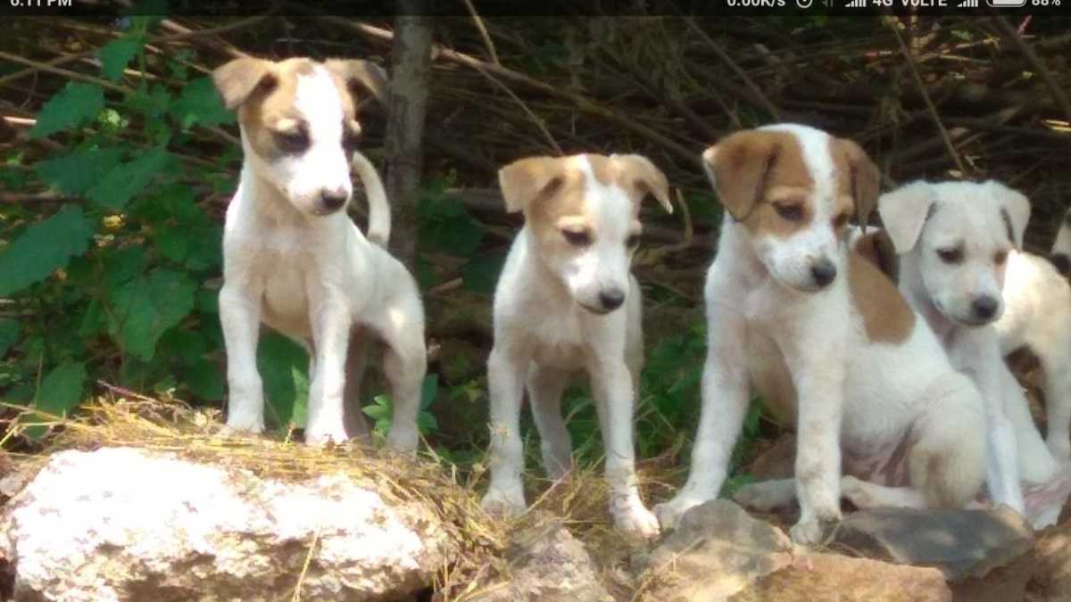 Five Indian Dogs Available For Free - HubPages