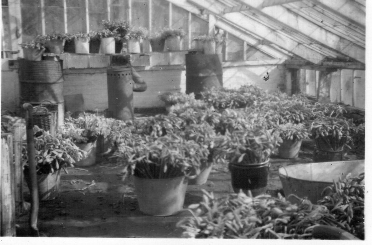 Original Old Guernsey Farming Pictures and Photos. - HubPages