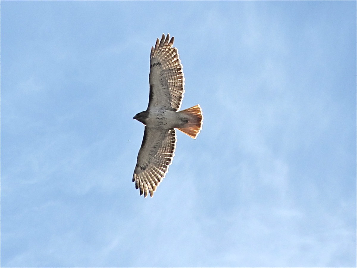 Everything You Wanted to Know About the Red-Tailed Hawk - HubPages