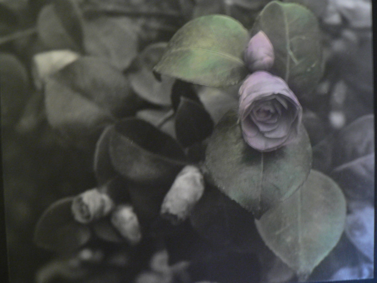 Photography - How to Hand Color Your Black and White Prints - HubPages