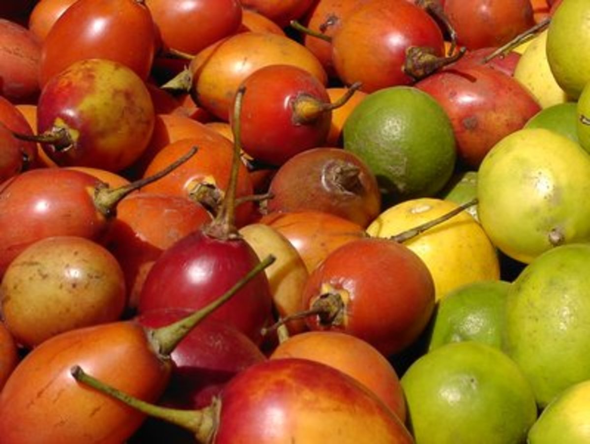 Must-Try Ecuador Favorite Foods - HubPages