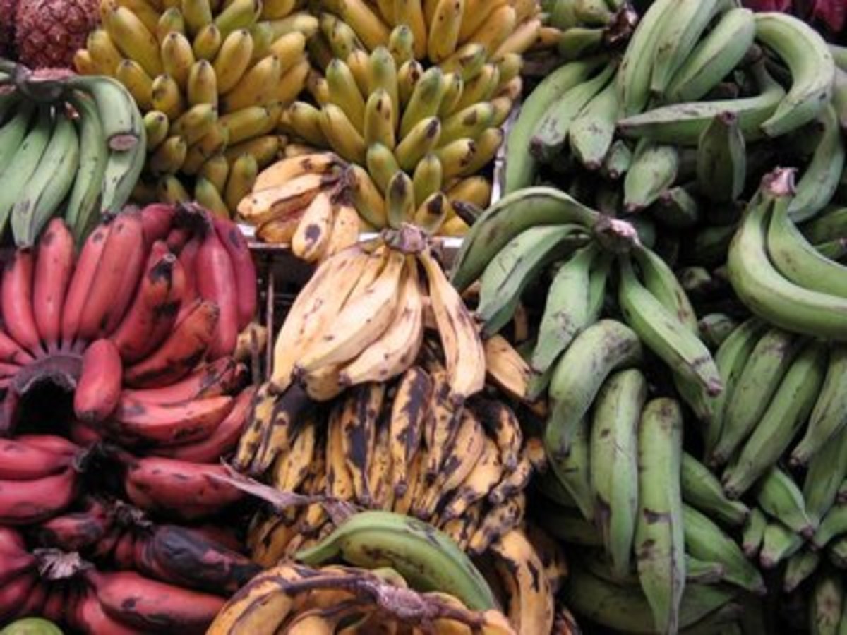 Must-Try Ecuador Favorite Foods - HubPages