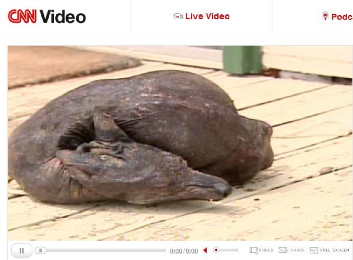 Chupacabra Pictures - HubPages