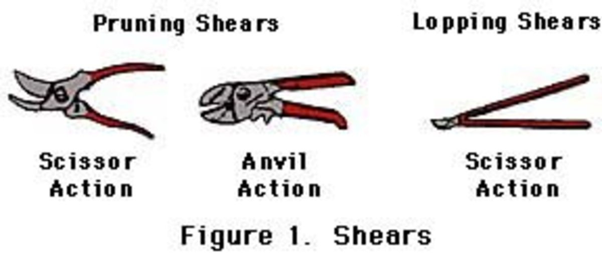 An Illustrated Guide for Pruning An Overgrown Apple Tree - HubPages