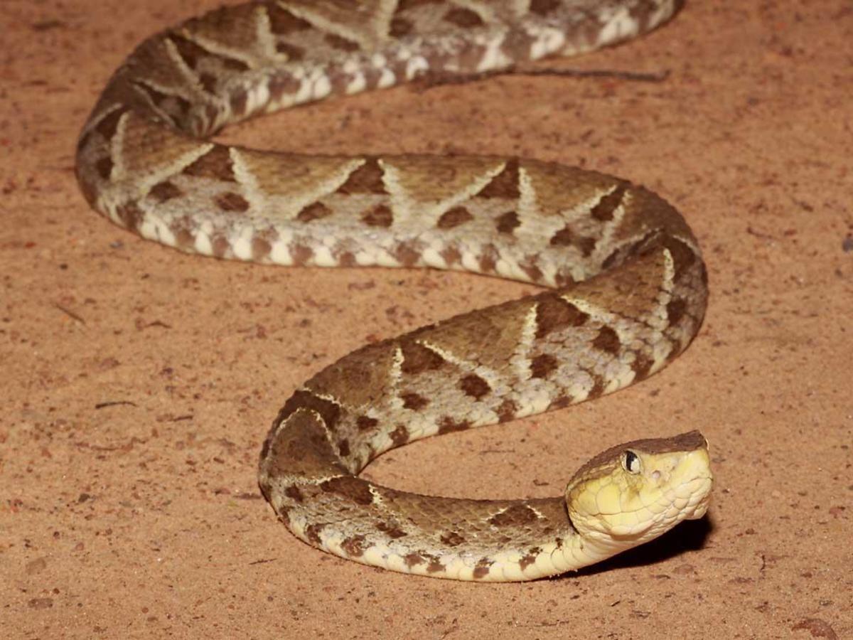 Poisonous and Venomous Spiders, Snakes and Insects in the Bahamas ...