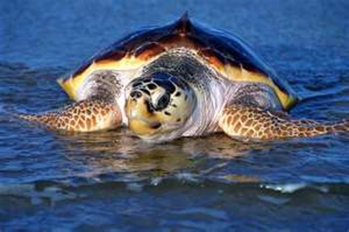Wildlife In The State Of Florida: Photos Of Some Of The Most Common ...