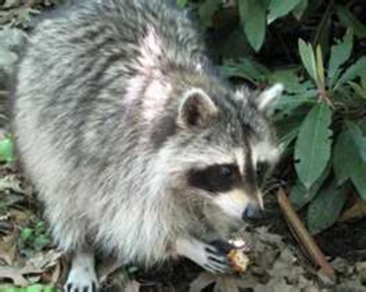 Wildlife In The State Of Florida: Photos Of Some Of The Most Common ...