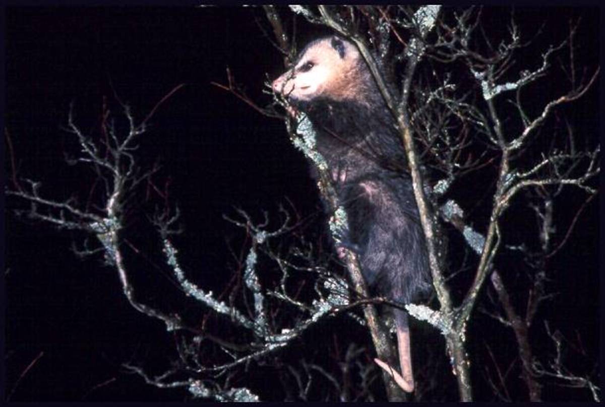 Wildlife In The State Of Florida: Photos Of Some Of The Most Common ...