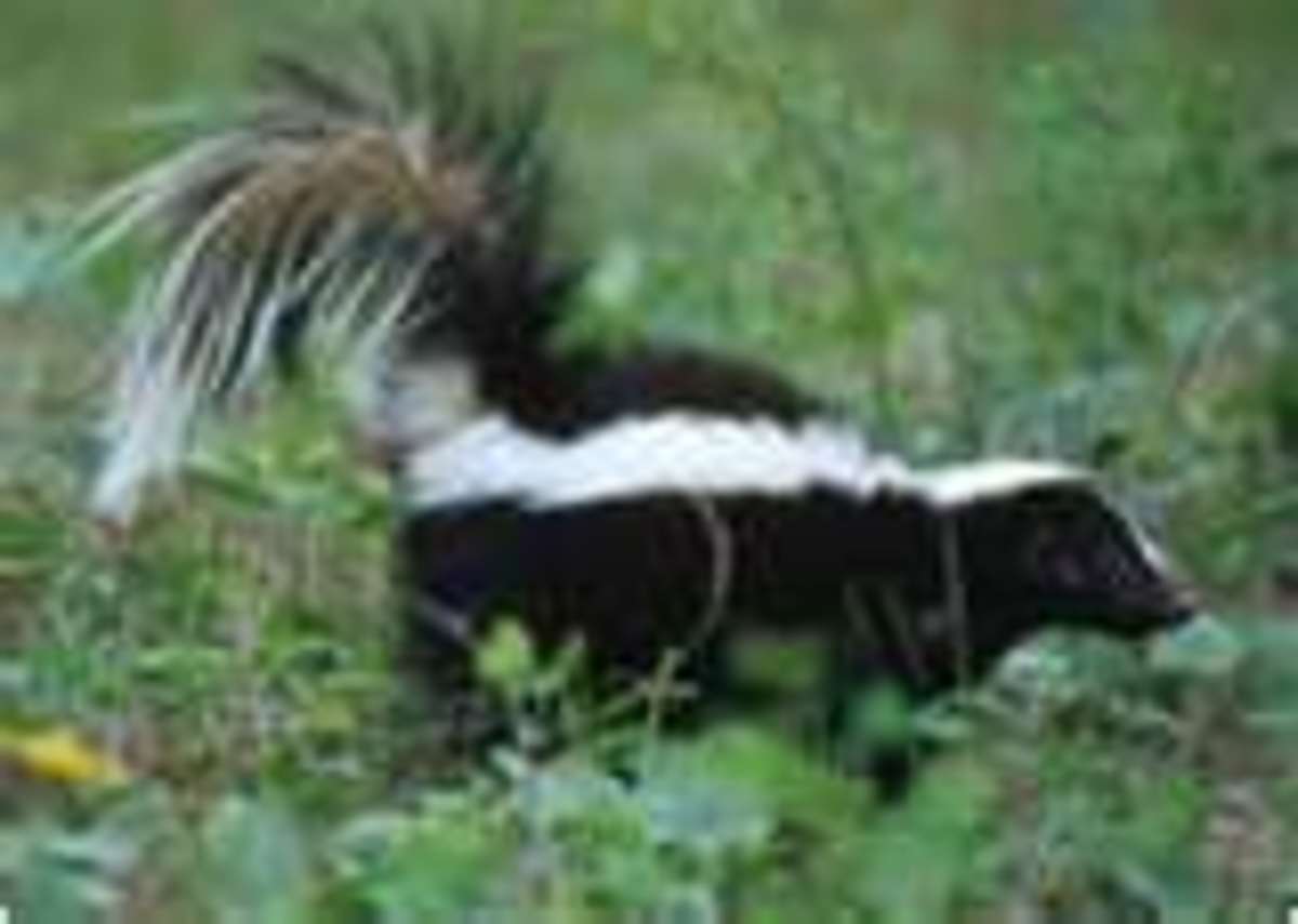 Wildlife In The State Of Florida: Photos Of Some Of The Most Common ...