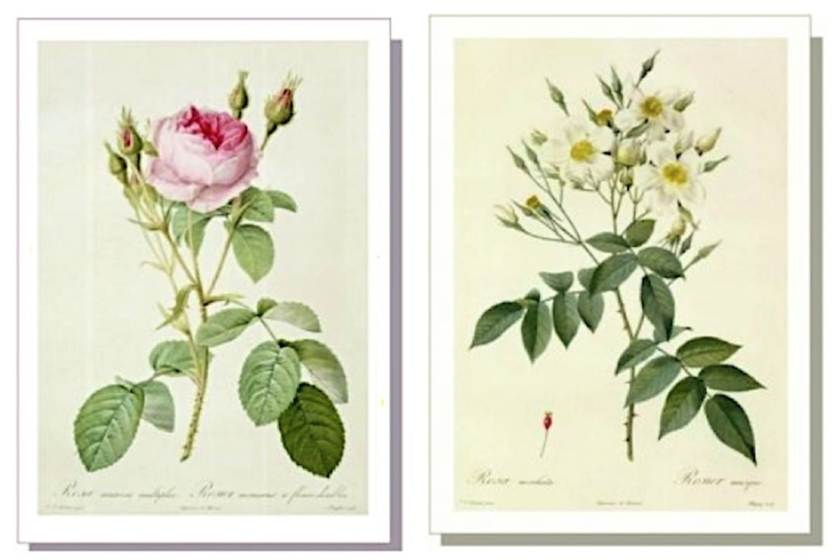 Antique Heirloom and Old Garden Roses: Categories & Characteristics ...