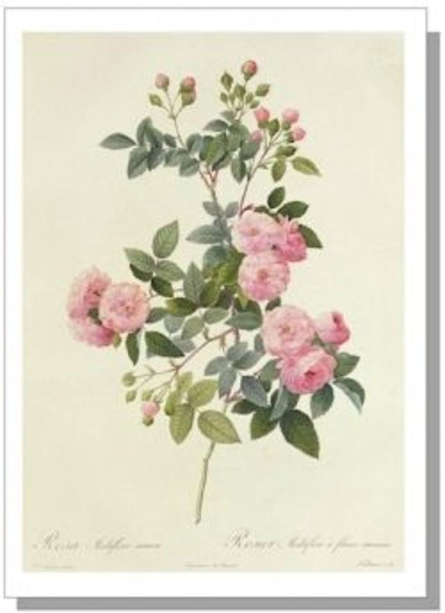 Antique Heirloom and Old Garden Roses: Categories & Characteristics ...