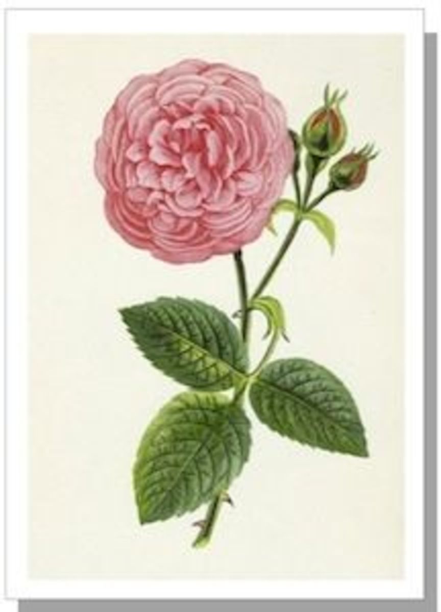 Antique Heirloom and Old Garden Roses: Categories & Characteristics ...