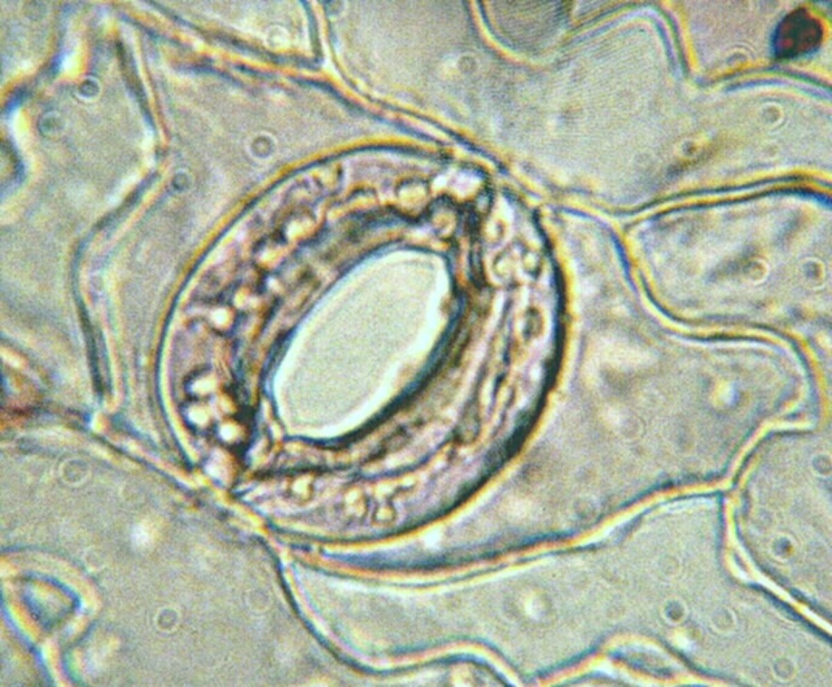 The Crucial Role of Stomata in Plant Transpiration and Photosynthesis ...