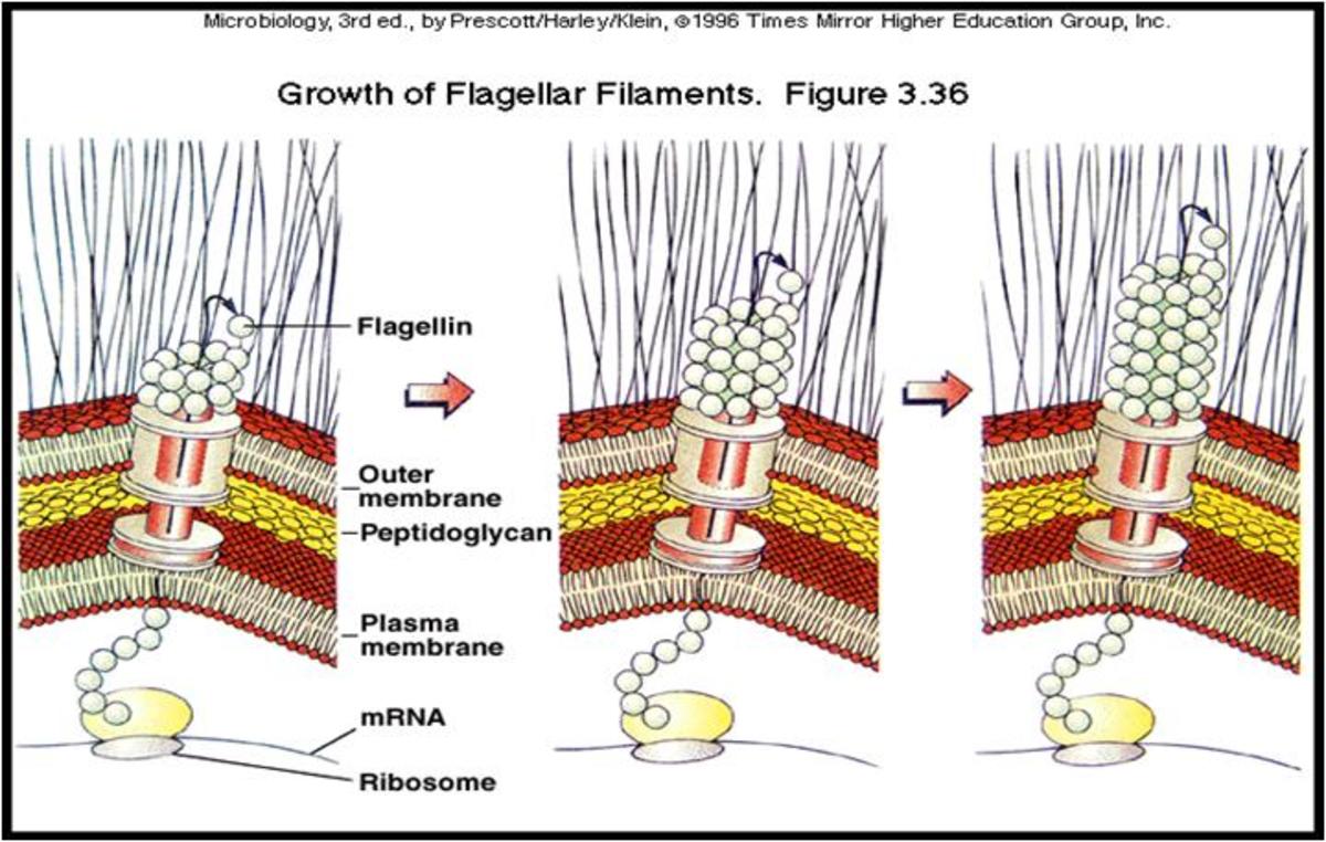 The Mechanism Behind Bacterial/Prokaryotic Motility - HubPages