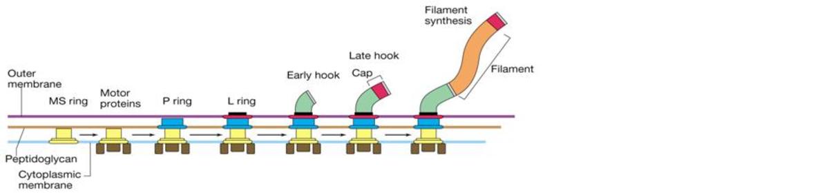 The Mechanism Behind Bacterial/Prokaryotic Motility - HubPages