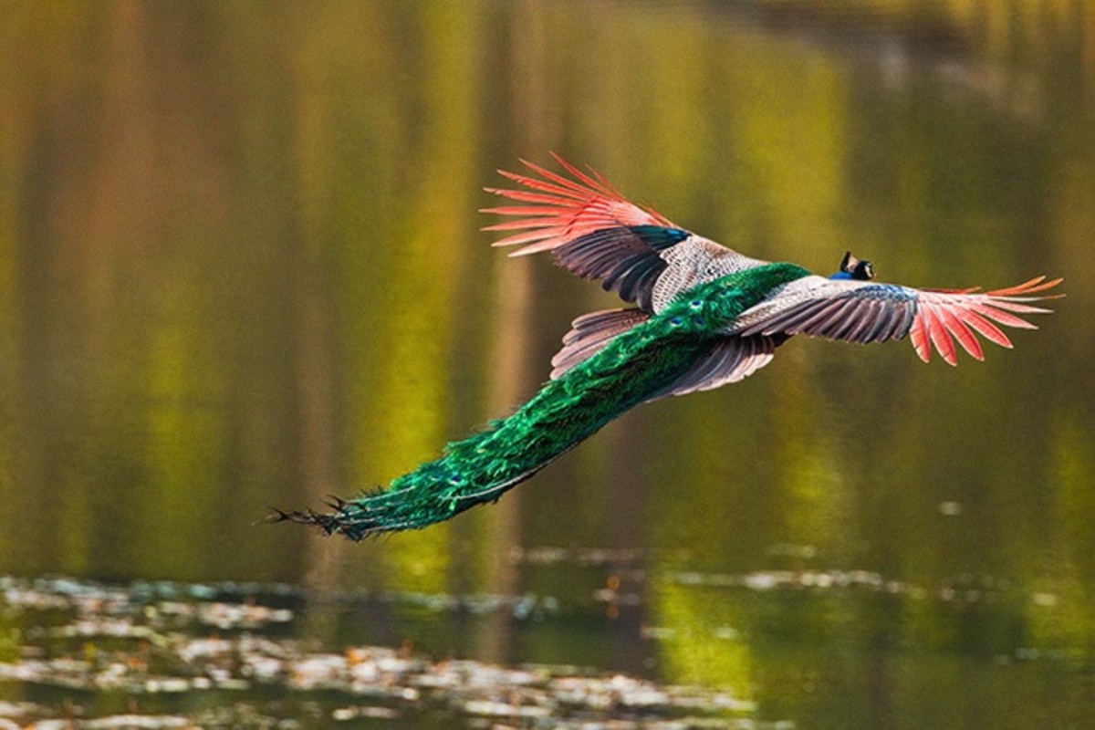 The Amazing Peacock: Facts and Photos - HubPages