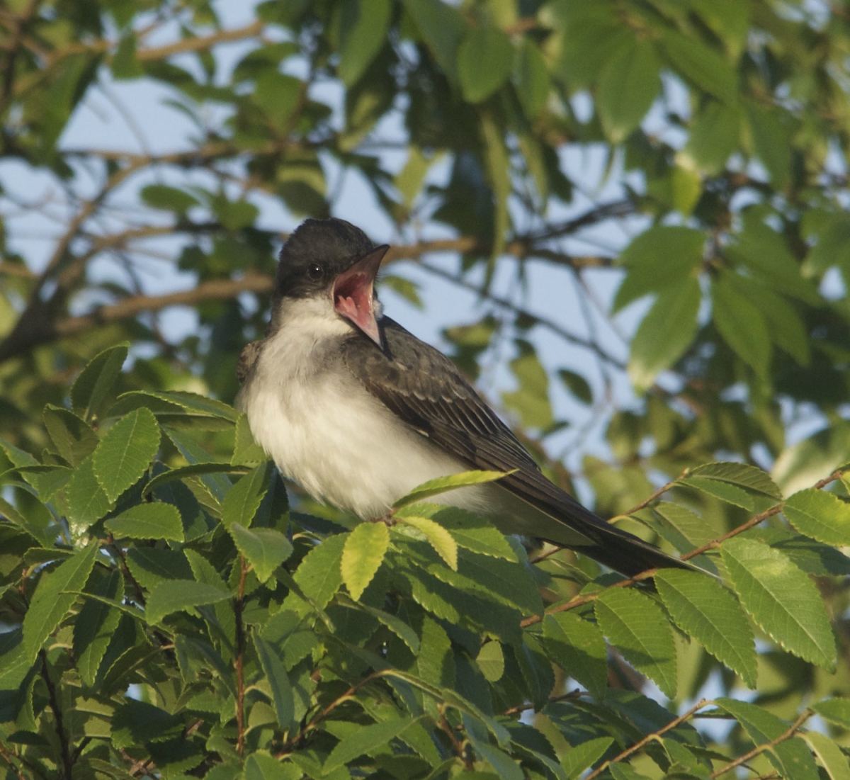 The Eastern and Western Kingbirds, Similarities and Differences - HubPages
