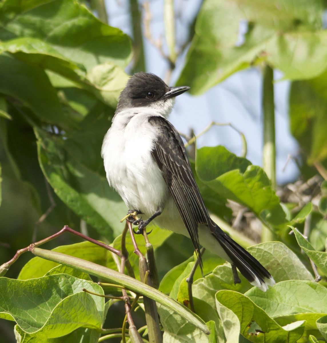 The Eastern and Western Kingbirds, Similarities and Differences - HubPages