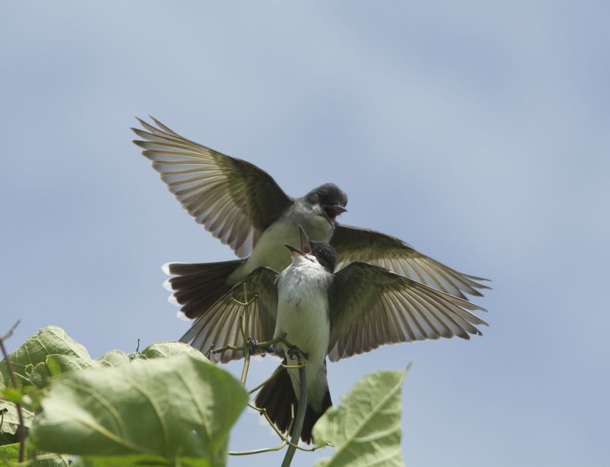 The Eastern and Western Kingbirds, Similarities and Differences - HubPages