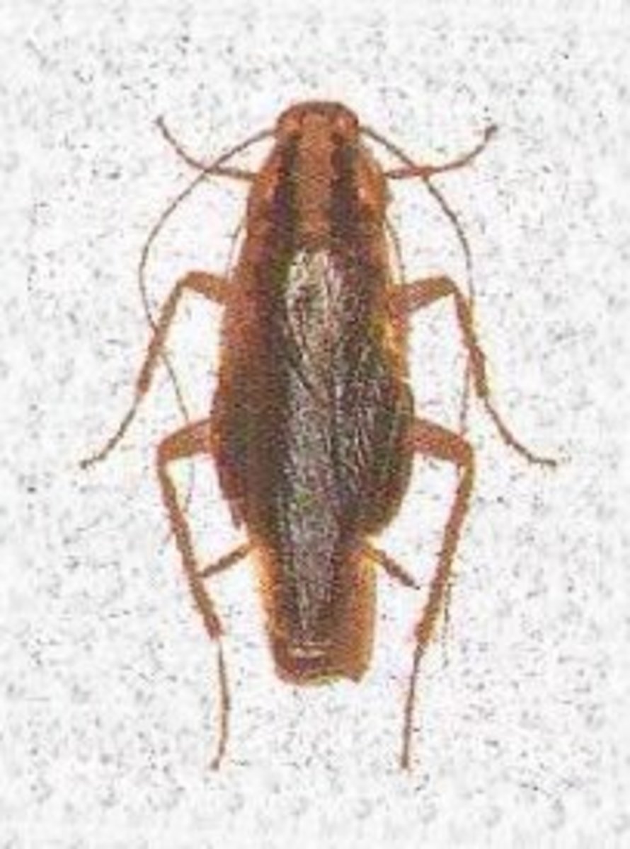 Kill and Manage Roaches the Natural, Organic Way - HubPages
