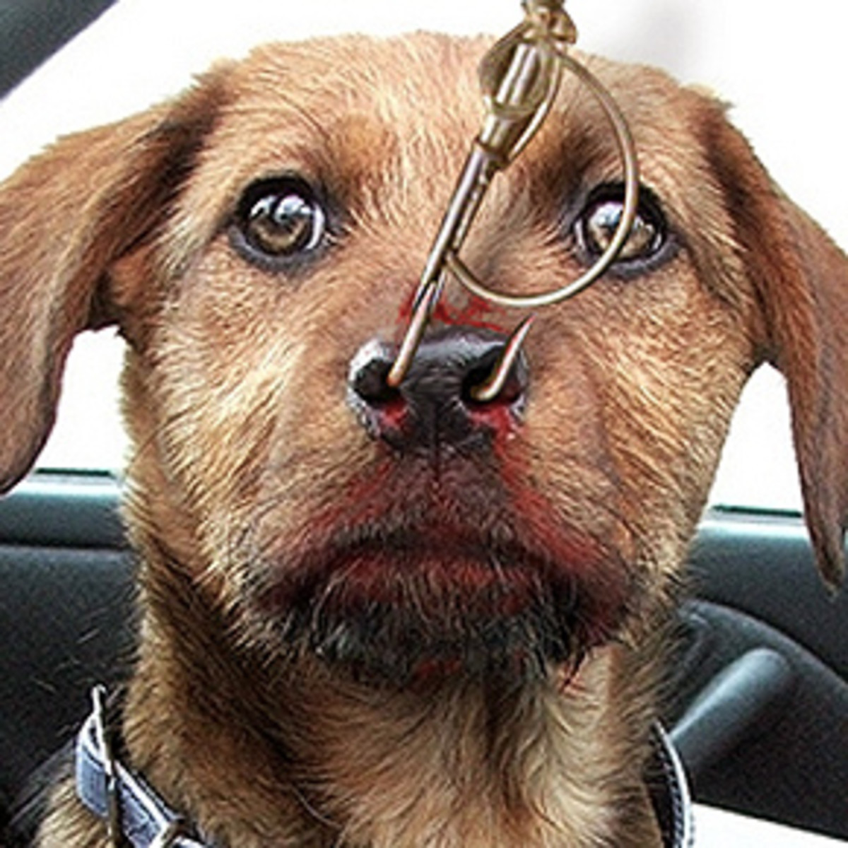 How Are Bait Dogs Used How Are Bait Dogs Used