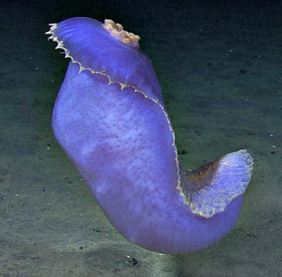 Sea Cucumbers: Facts and Pictures - HubPages