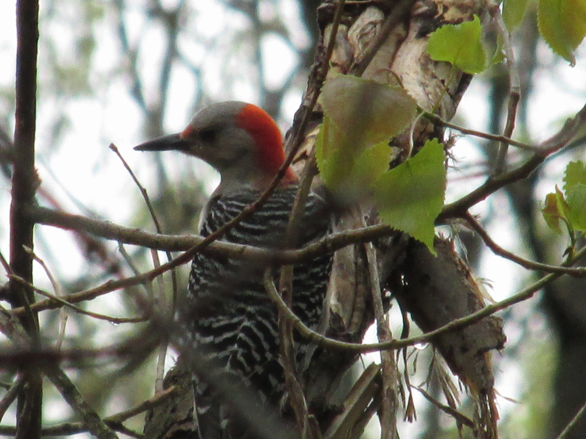 Want to Make Your Wild Birds Happy? Feed Them Nuts! - HubPages