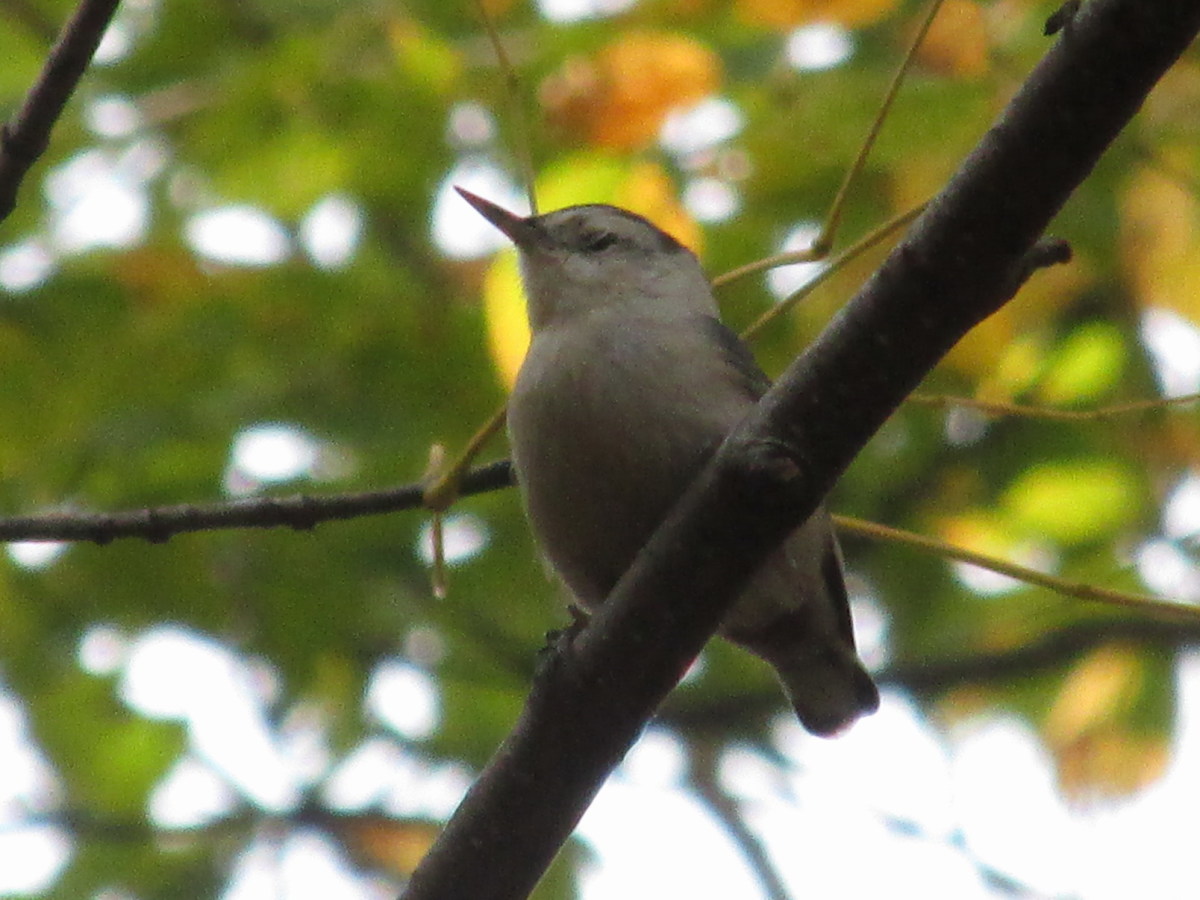 Want to Make Your Wild Birds Happy? Feed Them Nuts! - HubPages