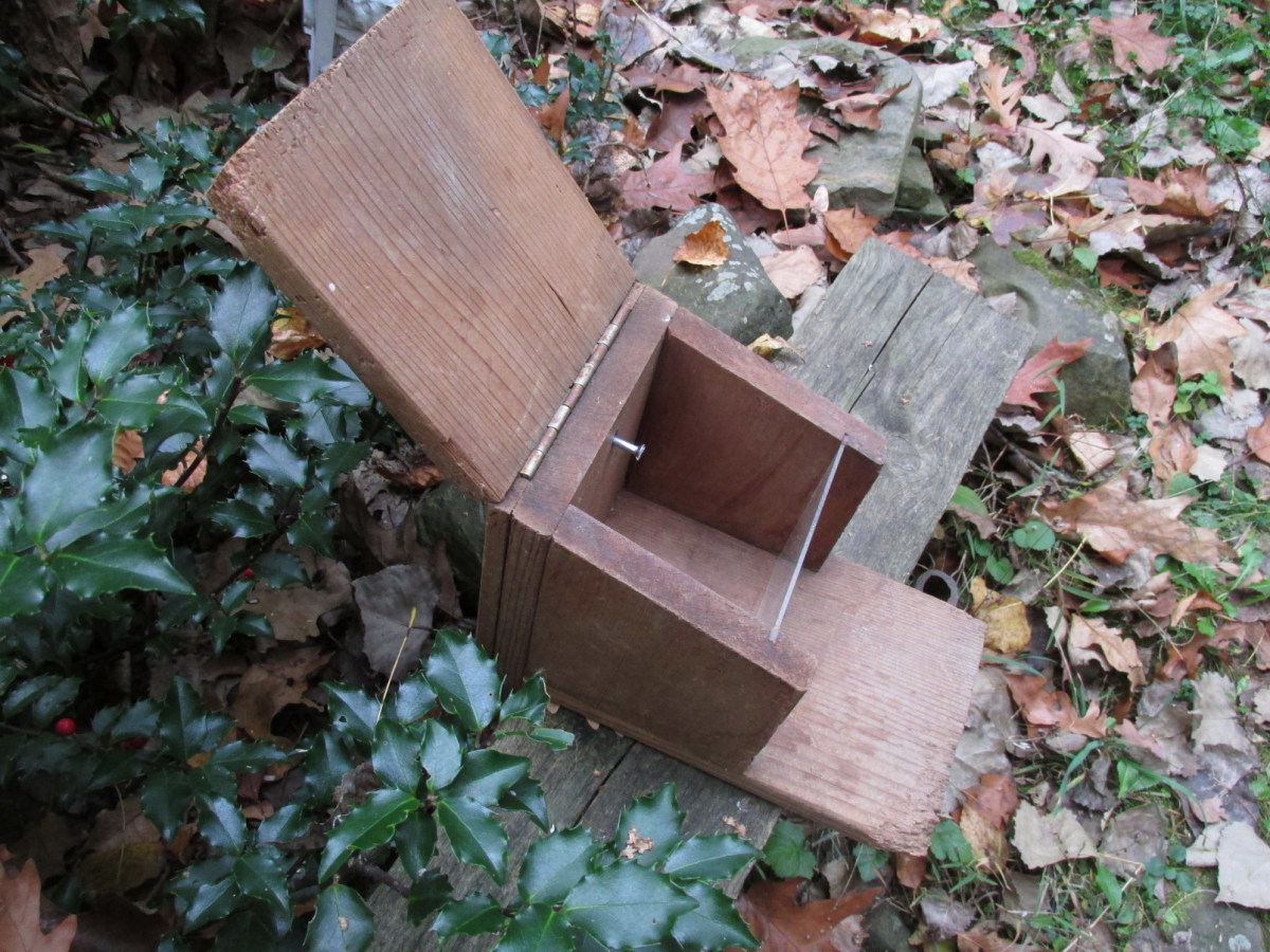 Want to Make Your Wild Birds Happy? Feed Them Nuts! - HubPages