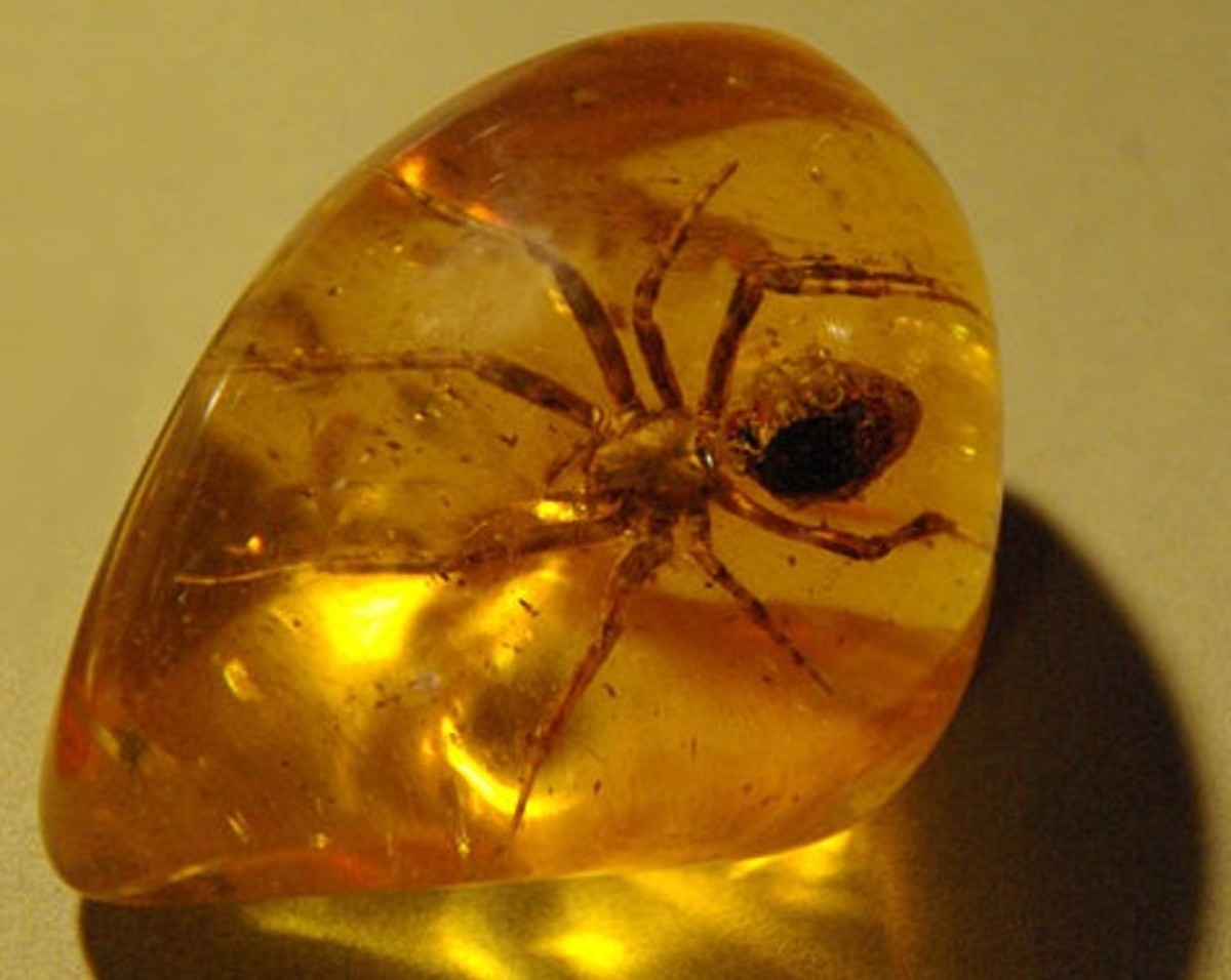 The Evolution of Spiders and Their Remarkable Adaptations - HubPages