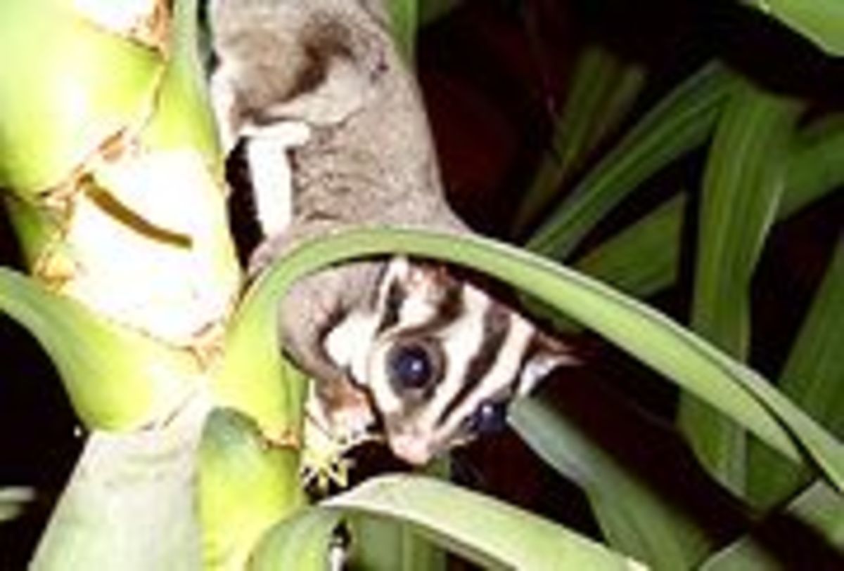 Australian Marsupials - HubPages